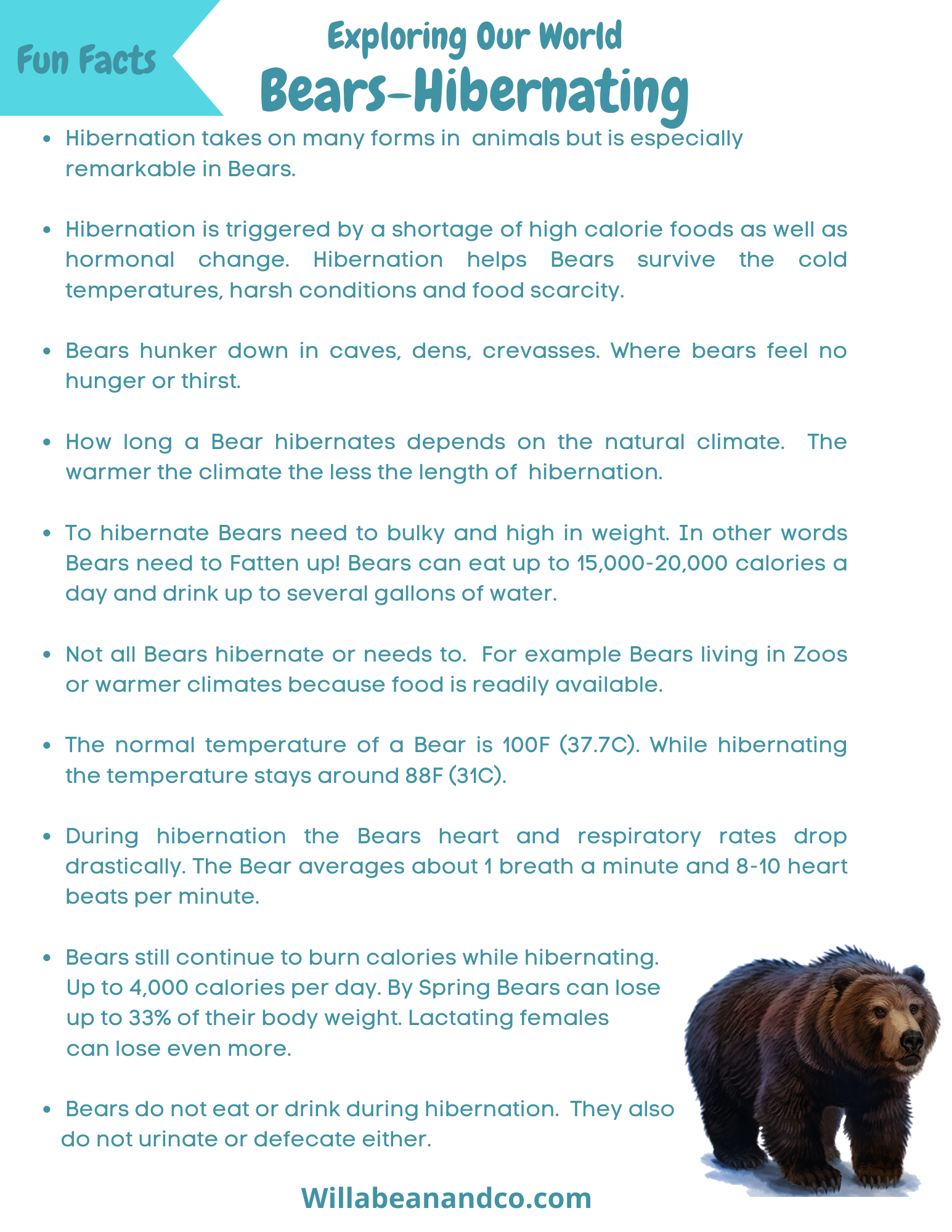 Fun Facts-Bears – Willa Bean & Co